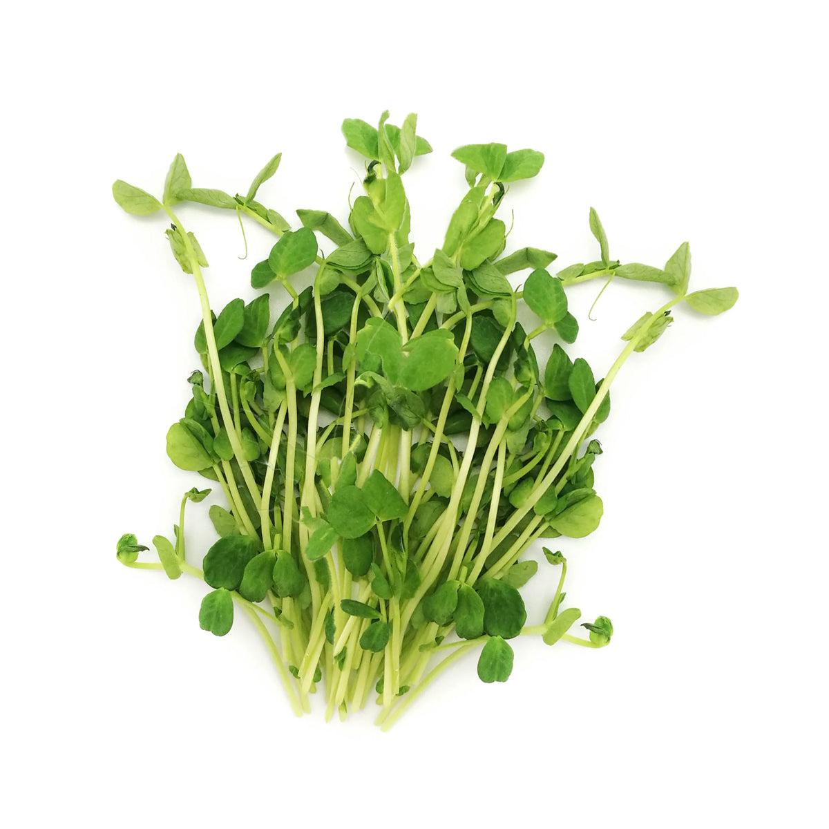Organic Pea Sprouts (Asia/Malaysia), 200g – SuperNature
